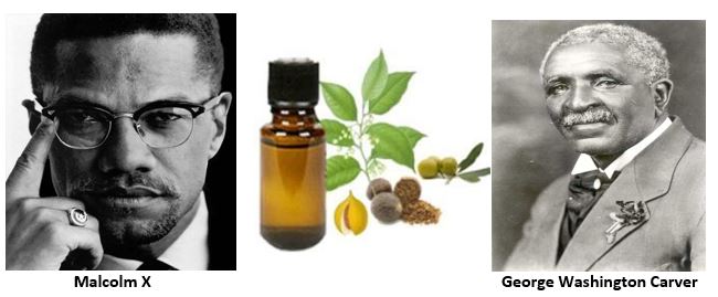 Benefits of Essential Nutmeg Oil — From George Washington Carver to ...